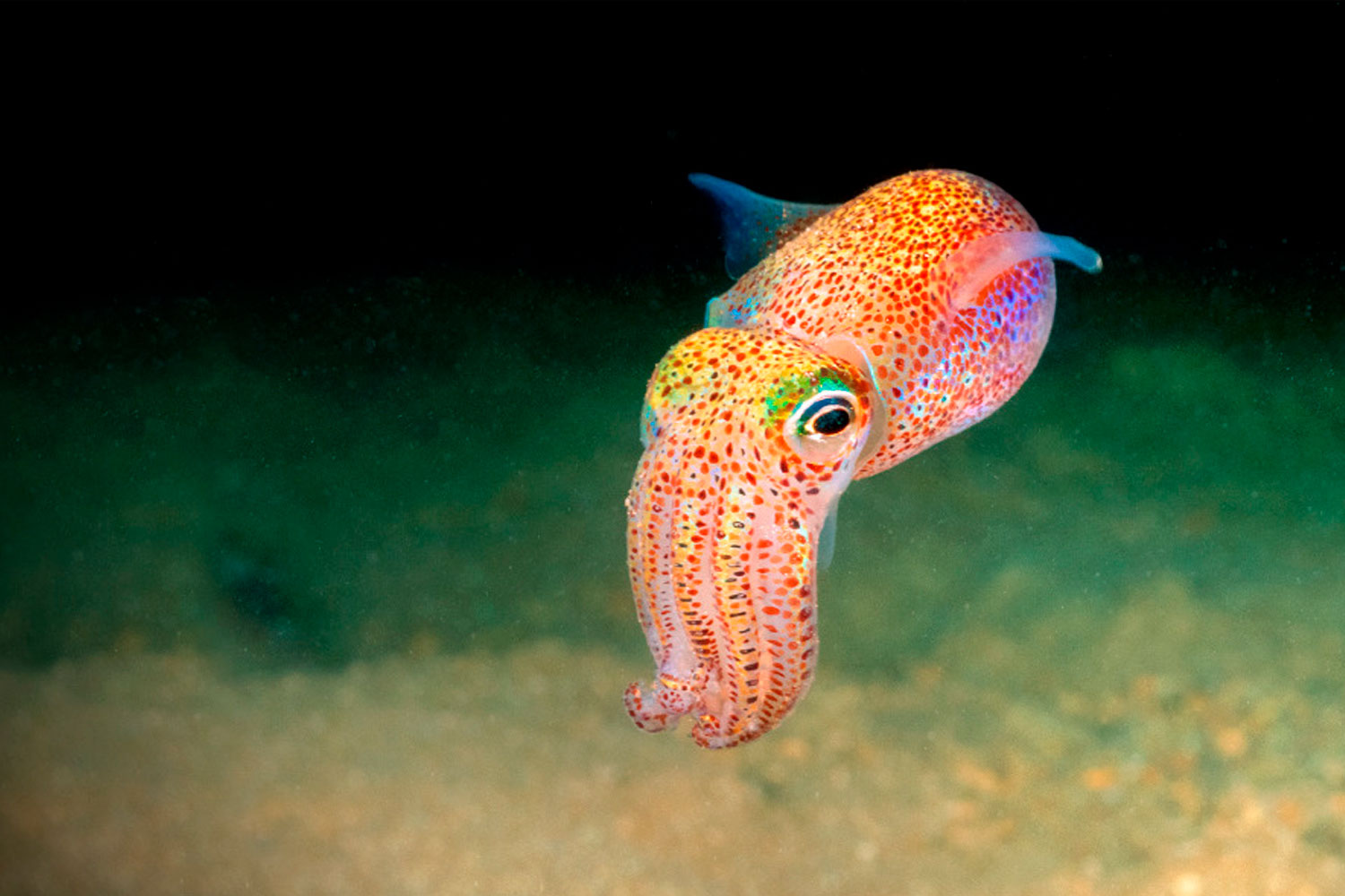 La NASA enviará calamares luminiscentes al espacio | Digital Trends Español