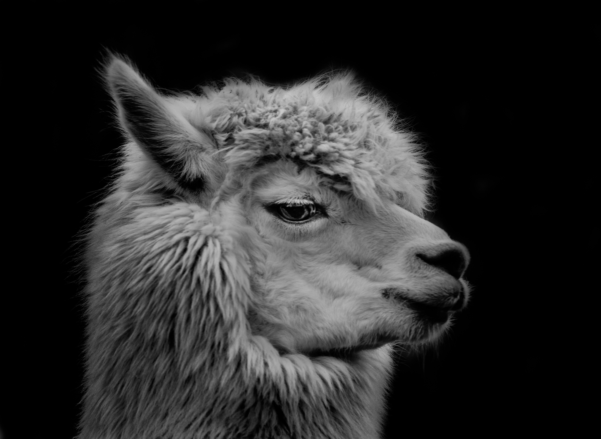 En qué se parecen Trump y las alpacas contra el COVID-19 | Digital ...