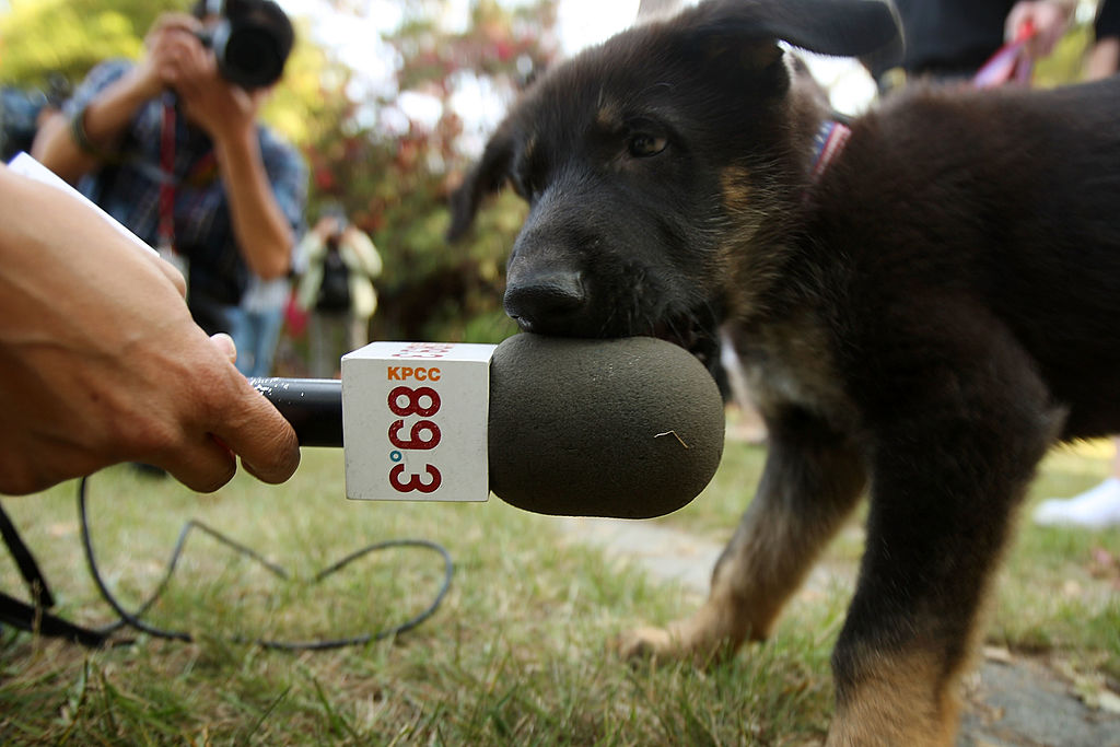Los “perros genio” pueden aprender 12 palabras en una semana | Digital ...
