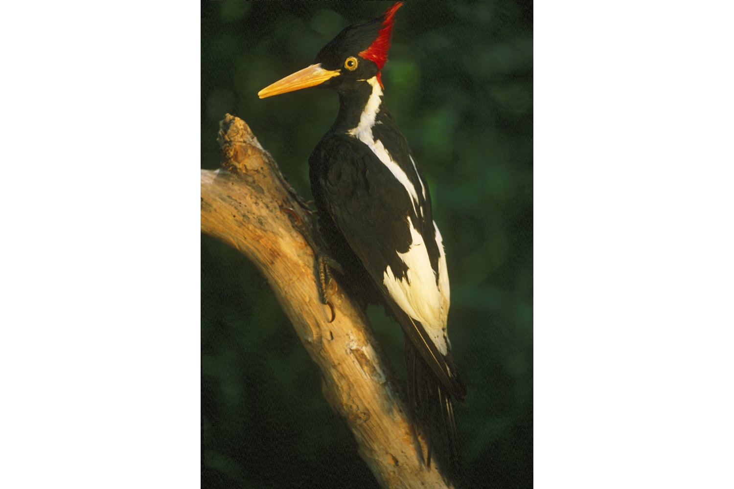 Nueve animales que se extinguieron en las últimas décadas | Digital ...