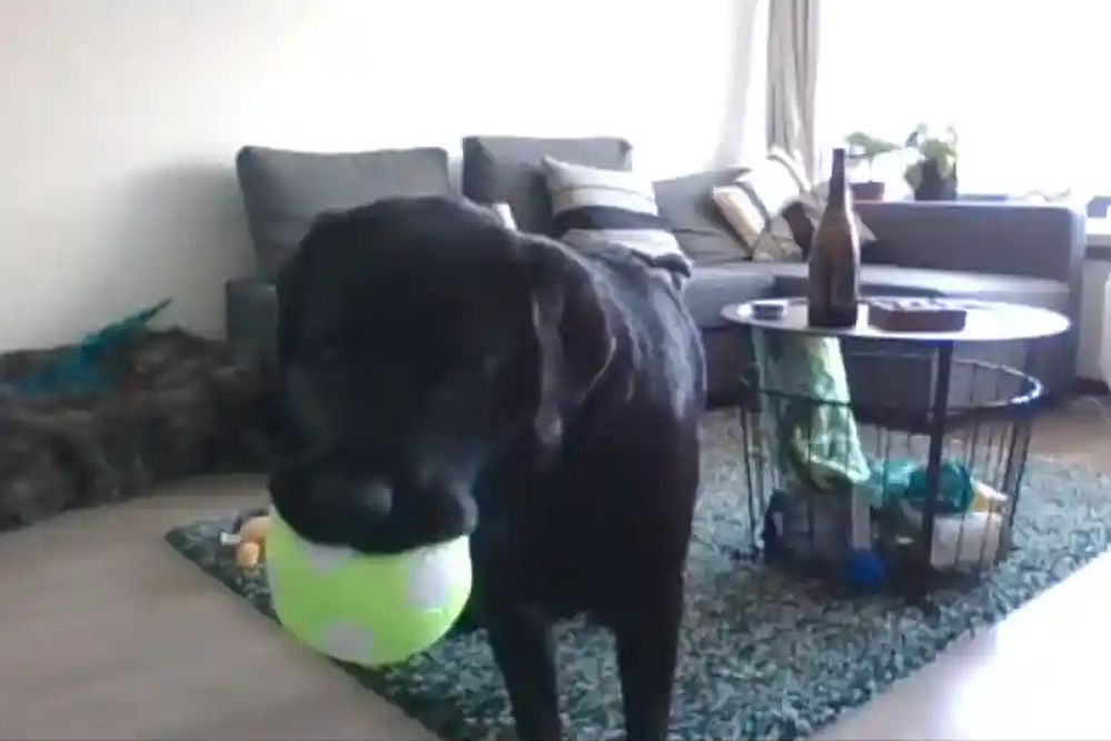 Pusimos el Razer Phone 2 vs. Razer Phone frente a frente - Digital ...