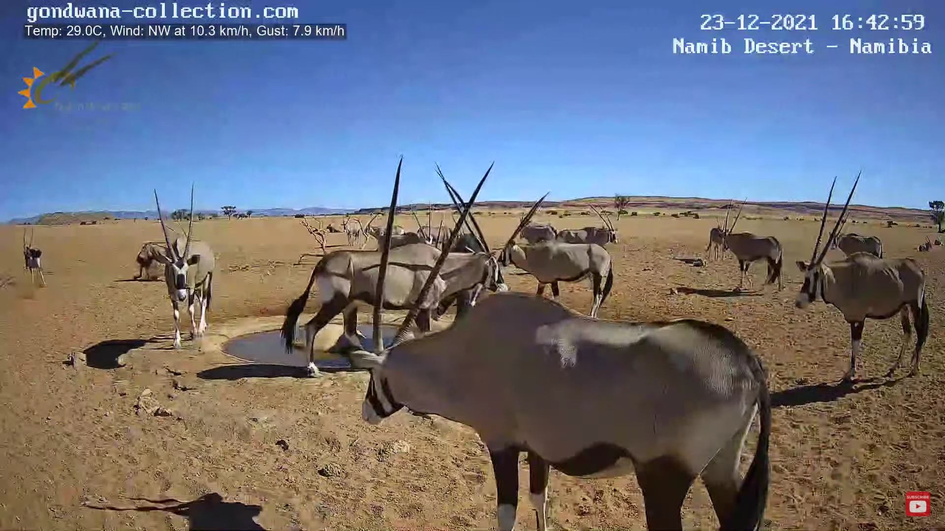 El canal de YouTube que transmite 24/7 un abrevadero en Namibia ...