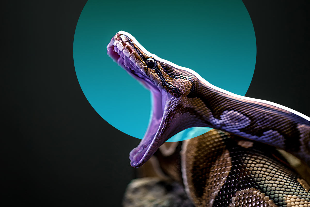 Las especies invasoras que amenazan los ecosistemas en Florida ...