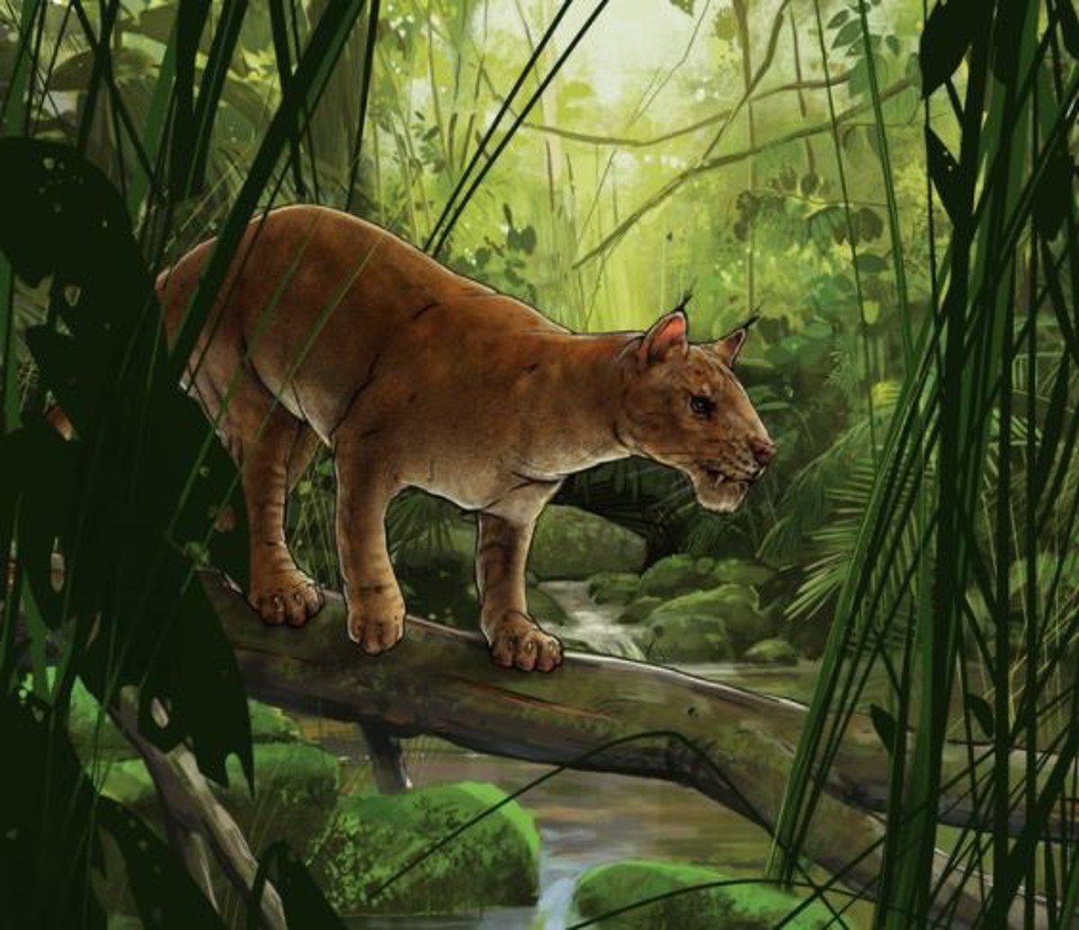 Investigadores descubren una nueva especie de dientes de sable ...